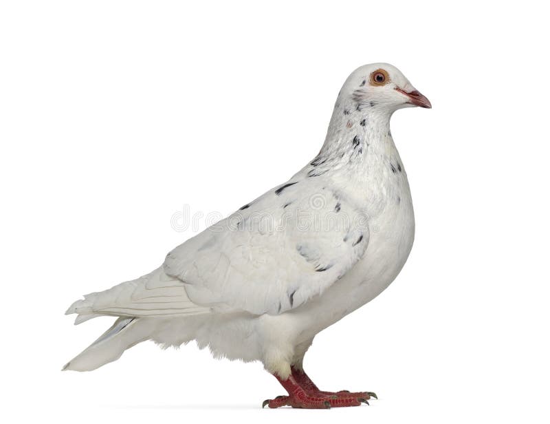 Side View of a Texan Pigeon Stock Image - Image of vertebrate, side ...