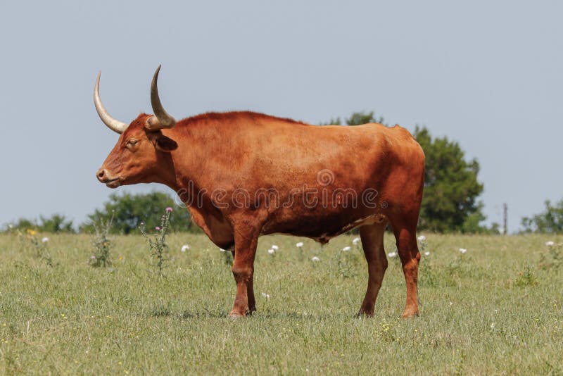 Side View of a Texas Longhorn Bull Standing in a Field Stock Image ...