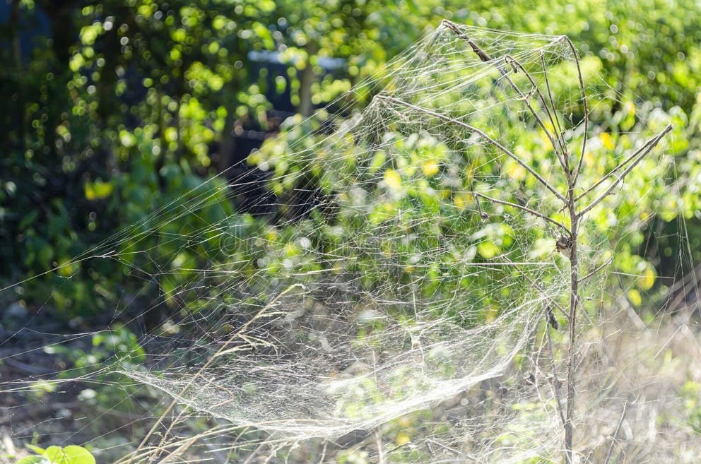 Side View of Thick Weaved Web Trap Stock Image - Image of macro, grass ...