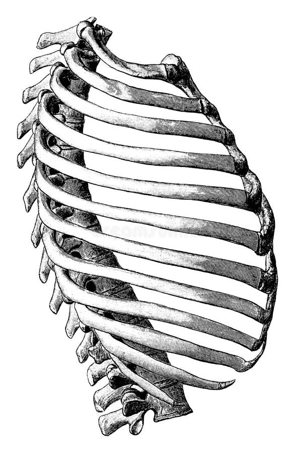 Side View of Thorax, Vintage Illustration Stock Vector - Illustration ...