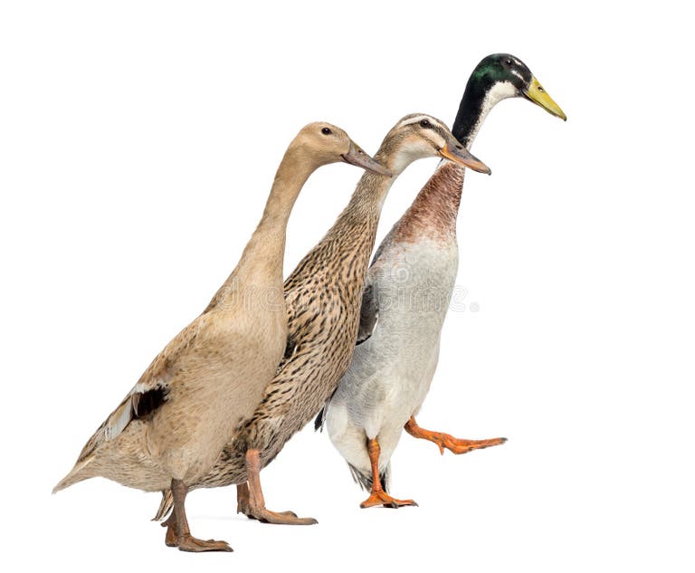 5,695 Duck Side View Stock Photos - Free & Royalty-Free Stock Photos ...