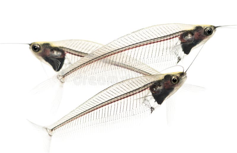 Side View of Three Ghost Catfish, Kryptopterus Minor Stock Photo ...