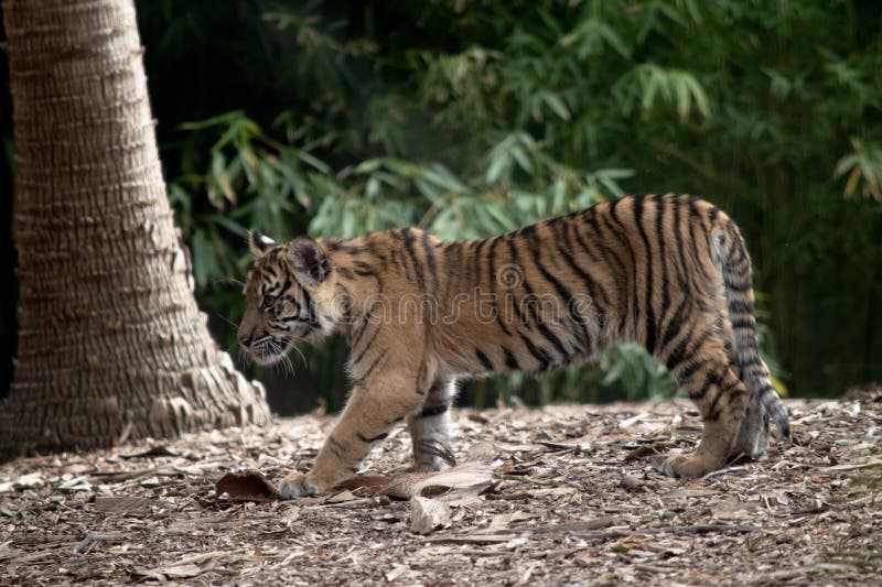 Side view of a tiger cub stock image. Image of whiskers - 302504827