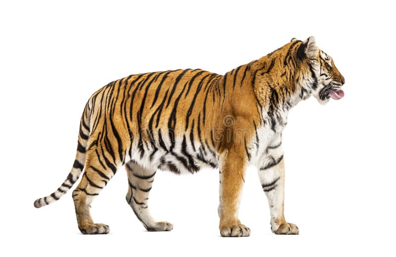 Side View on a Tiger Looking Away, Big Cat Stock Photo - Image of ...