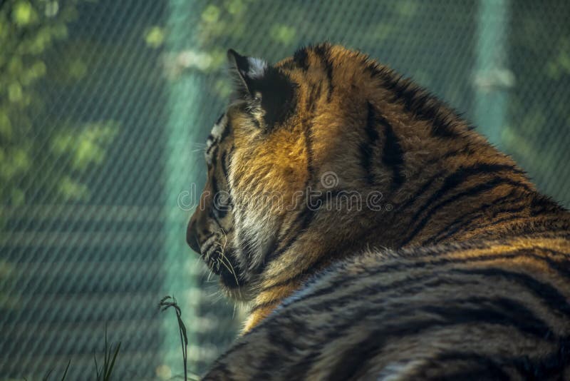 Side view of Tiger head. stock image. Image of beast - 35237761