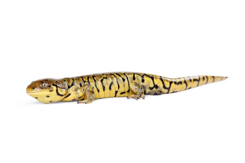 Profile Tiger Salamander Stock Photos - Free & Royalty-Free Stock ...