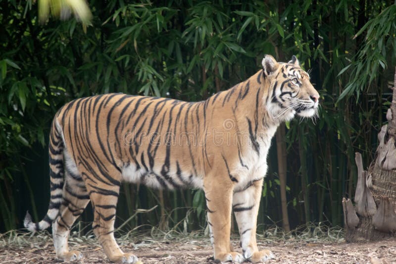 Side view of a tiger stock photo. Image of pink, gorgeous - 302504862