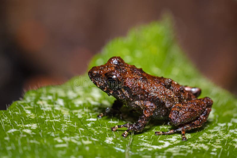 Side view of a tiny frog stock photo. Image of adorable - 208452708