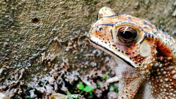 Close Up Toad from the Side. Stock Image - Image of amphibian, green ...