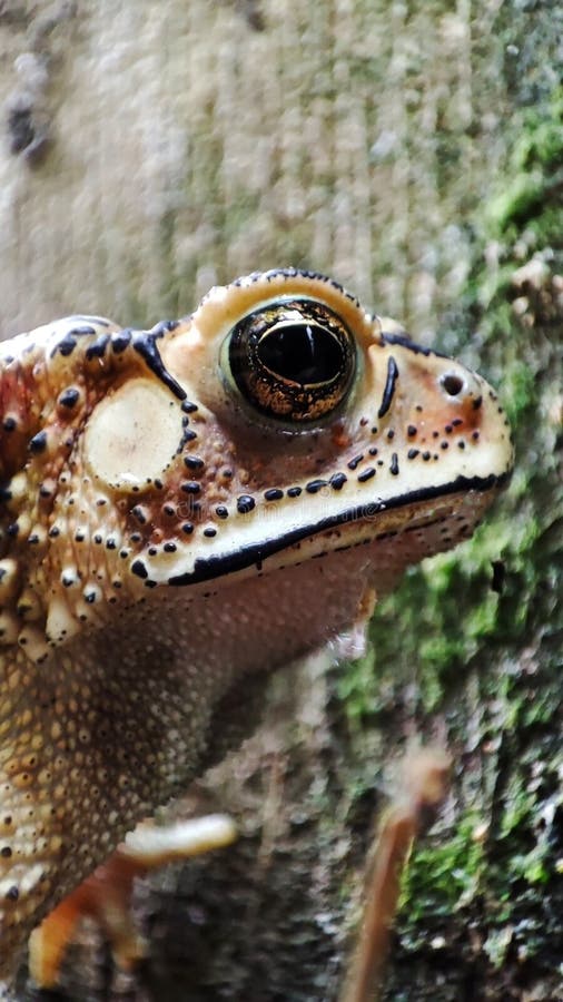 Close Up Toad from the Side. Stock Photo - Image of nature, environment ...
