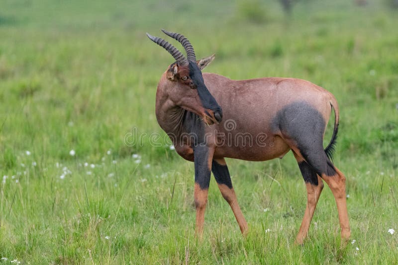 Side Profile of a Topi in the Savannah Stock Photo - Image of horns ...