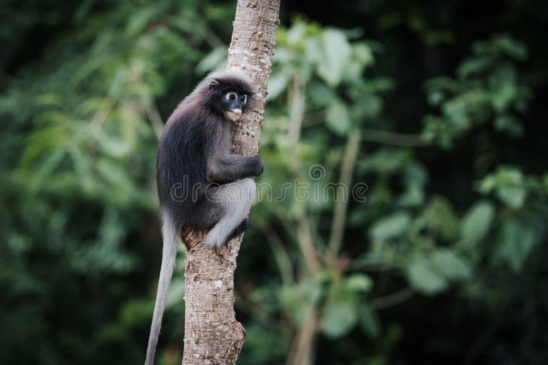 Side View of Trachypithecus Obscurus Monkey or Langur, Sitting on ...
