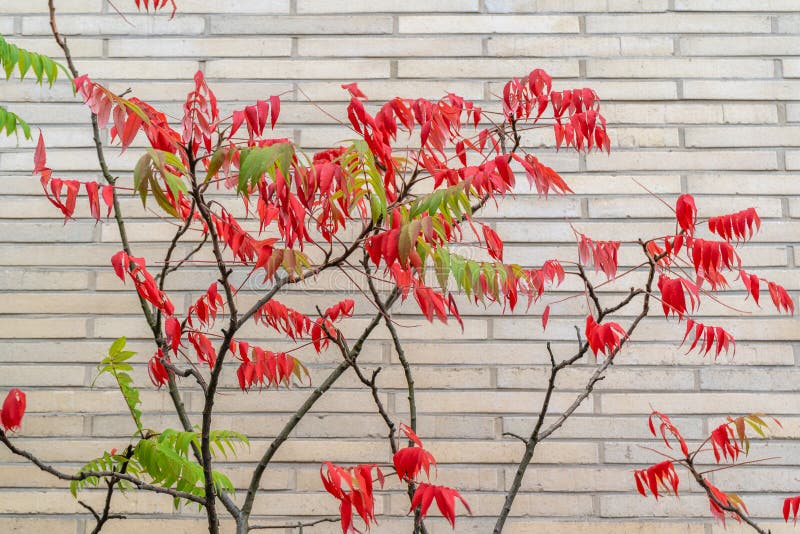 Side View of Tree in Front of White Brick Wall Stock Image - Image of ...