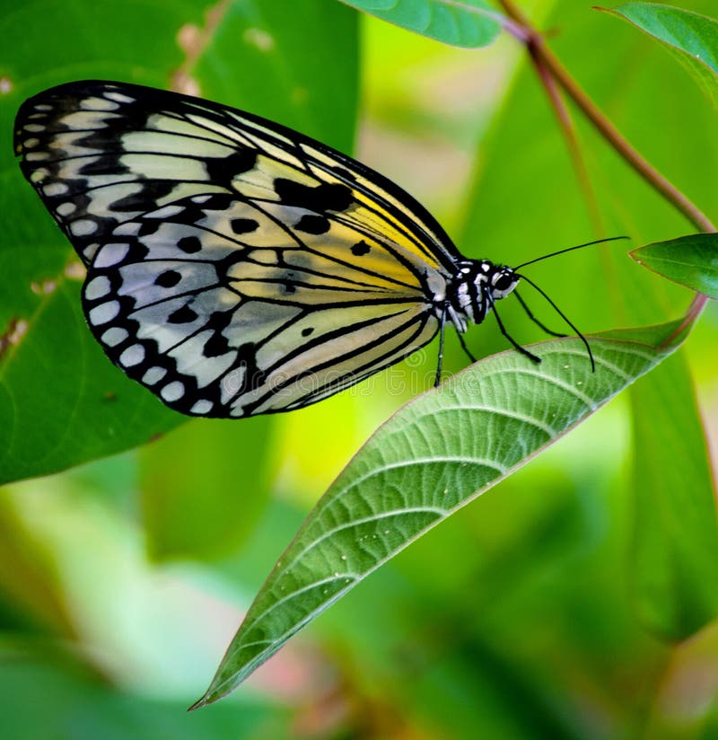 Tree nymph butterfly stock photo. Image of nymph, decorative - 174960738