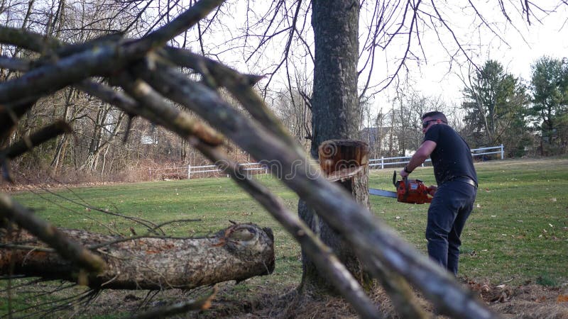 Side View of a Tree Trunk Being Worked on by Construction Worker with ...