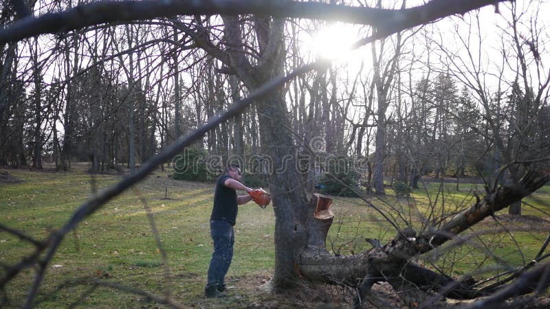 Side View of a Tree Trunk Being Worked on by Construction Worker with ...