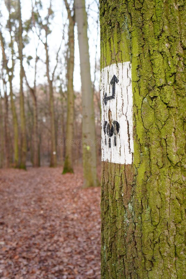 Side View of a Tree Trunk with a Painted Directional Sign Stock Image ...