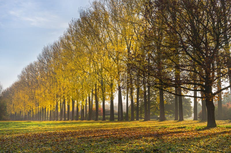 Side View on Trees in a Row in Park at Autumn Stock Image - Image of ...