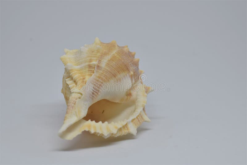 Small Seashell Side View on Red Background Stock Image - Image of life ...