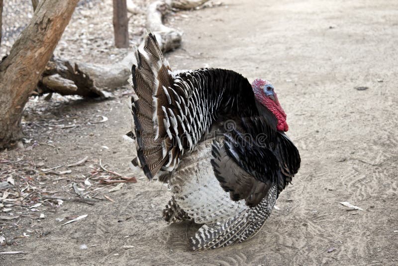A large turkey stock image. Image of christmas, feathers - 135598125