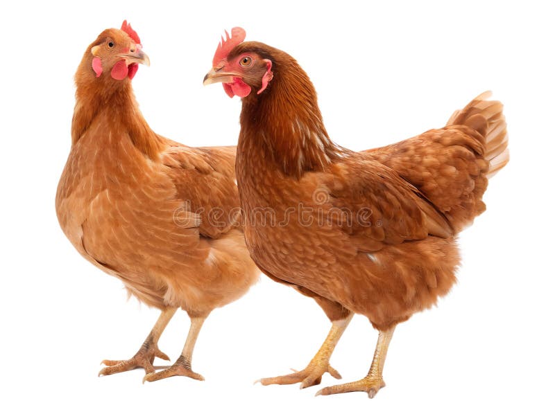 Side View of Two Brown Hens or Chickens Standing Isolated on White ...