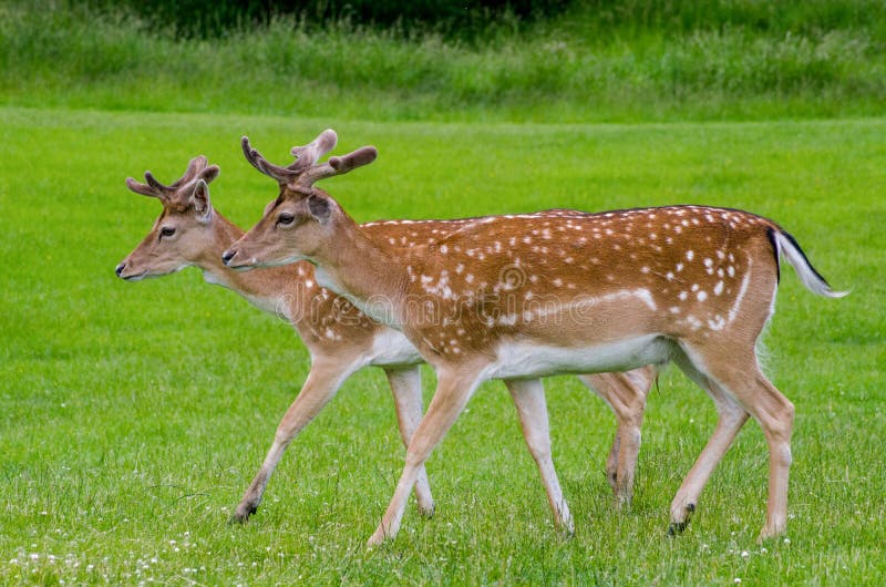 A Side View of Two Fallow Deer Stock Image - Image of antler, mammal ...
