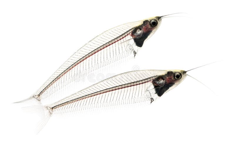 View from Catfish Head Observation Deck at Feitsui Reservoir in Shiding ...