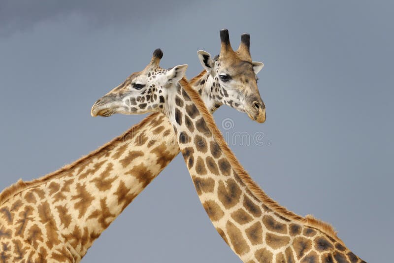Side View of Two Giraffes with a Sky Background Stock Photo - Image of ...