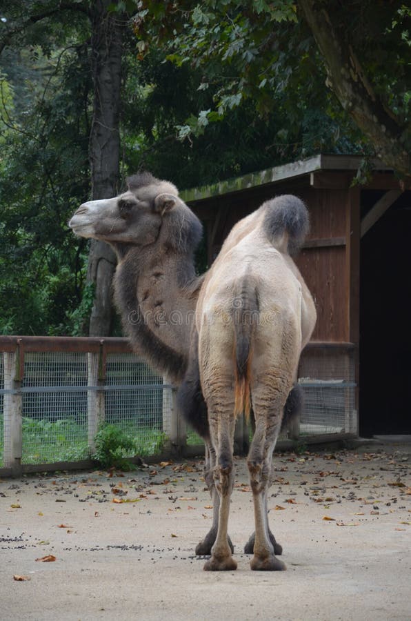 Side View of Two Humped Camel Standing in Corral Under Sunlight at Zoo ...