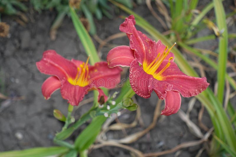 Side View of Two Red Flowers of Hemerocallis Fulva in July Stock Photo ...