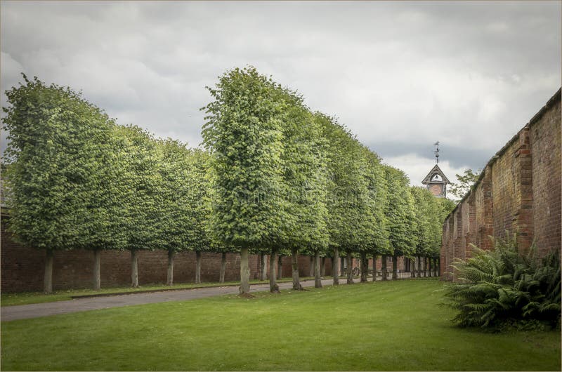 Side View of Two Rows of Trees and a Roadway Stock Photo - Image of ...