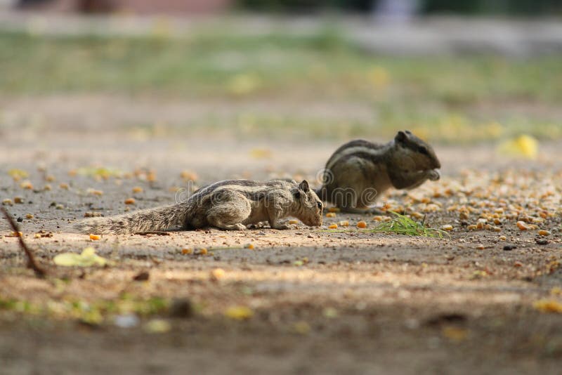 Side View of Two Squirrel Sitting on Ground and Eating Food Stock Image ...