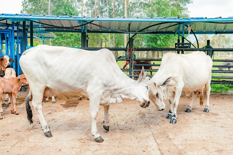 Side View of Two Zebu Breed Cows Fighting Stock Image - Image of brahma ...