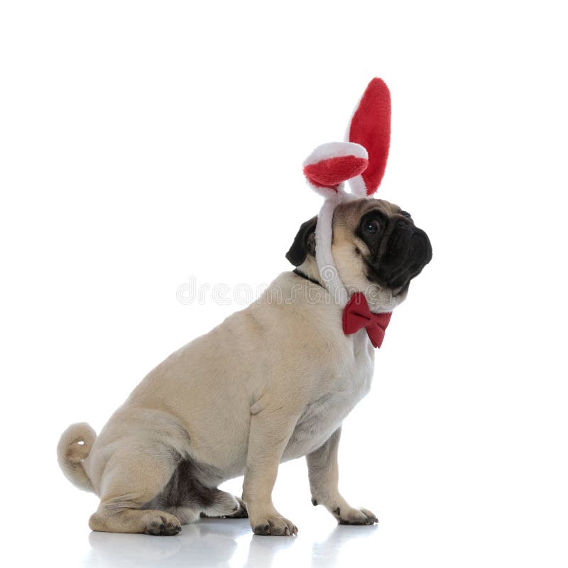 Pug Bunny Ears Stock Photos - Download 116 Royalty Free Photos