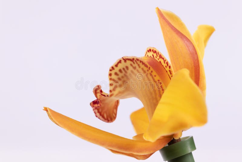 Side View of an Upright Yellow Orchid with a Spotted Center Stock Photo ...