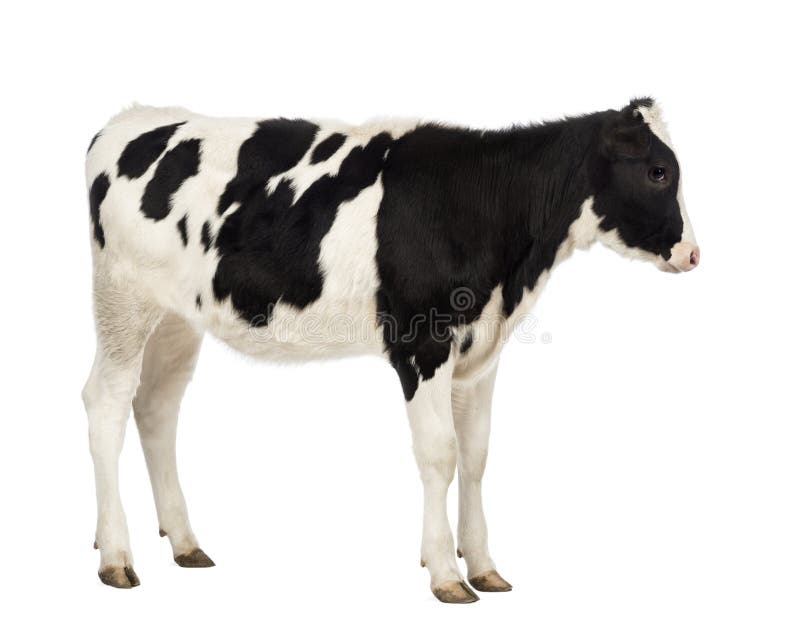 4,848 Cow Side View Stock Photos - Free & Royalty-Free Stock Photos ...