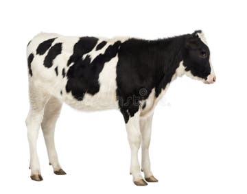 4,848 Cow Side View Stock Photos - Free & Royalty-Free Stock Photos ...
