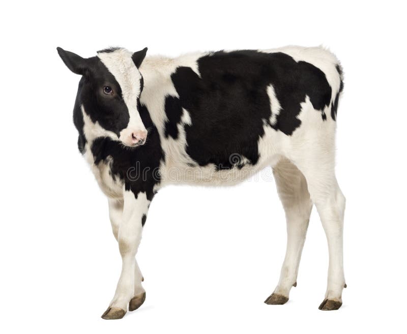5,199 Cow Side View Stock Photos - Free & Royalty-Free Stock Photos ...