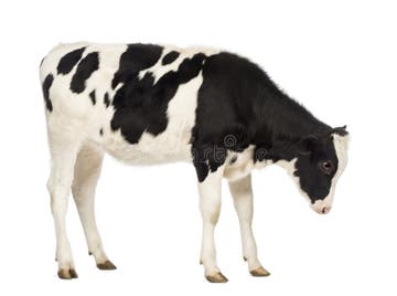 5,170 Cow Side View Stock Photos - Free & Royalty-Free Stock Photos ...