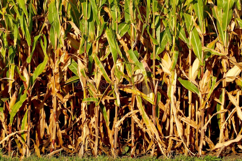 Side View of Vertical Stalks of Corn Stock Image - Image of closeup ...