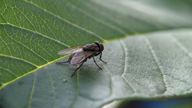 Side View of a Very Unique Little Insect Fly with Very Sharp Eyes Stock ...