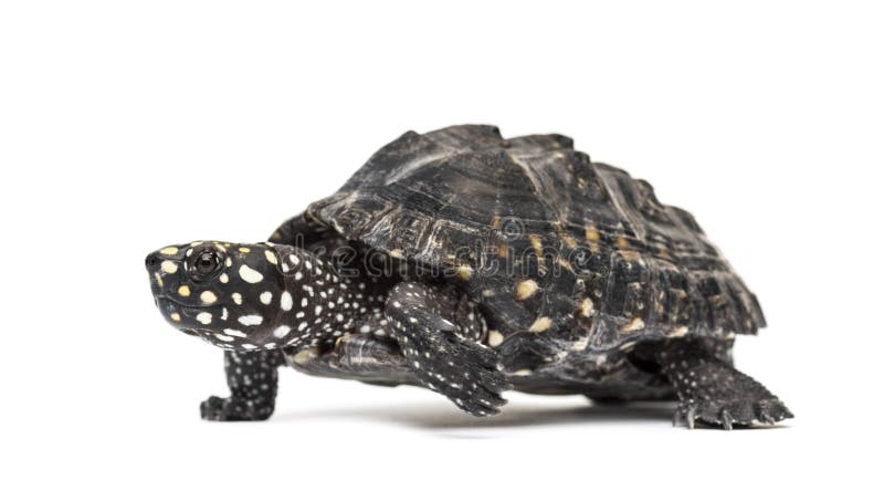 Side View of a Walking Black Pond Turtle, Geoclemys Hamiltonii Stock ...