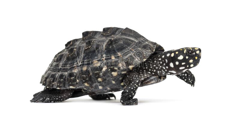 661 Turtle Shell Side View Stock Photos - Free & Royalty-Free Stock ...