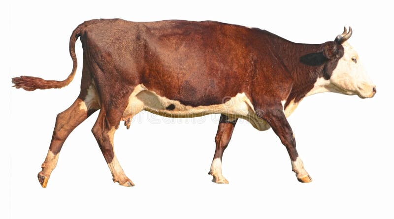 5,025 Cow Side View Stock Photos - Free & Royalty-Free Stock Photos ...