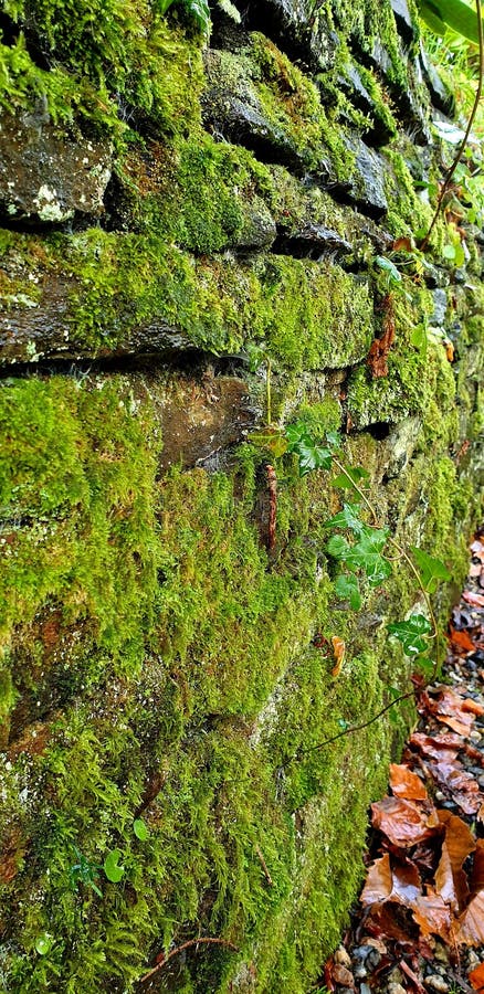 Side View of a Wall Covered in Moss Stock Photo - Image of covered ...