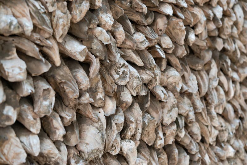 Side View Wall Made of Oyster Shells As Background Stock Image - Image ...