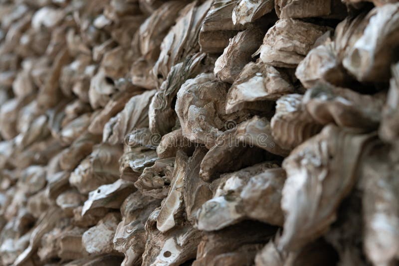 Side View Wall Made of Oyster Shells As Background Stock Image - Image ...