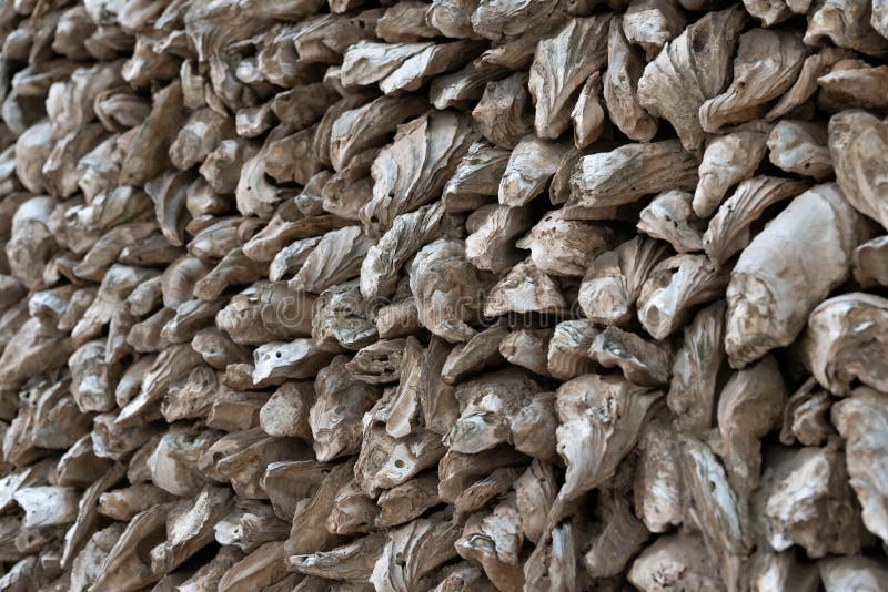 Side View Wall Made Of Oyster Shells As Background Stock Image - Image ...