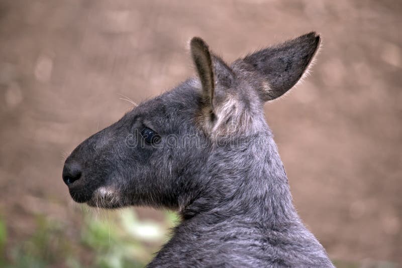 The Euro or Wallaroo is a Very Muscular Animal Stock Photo - Image of ...