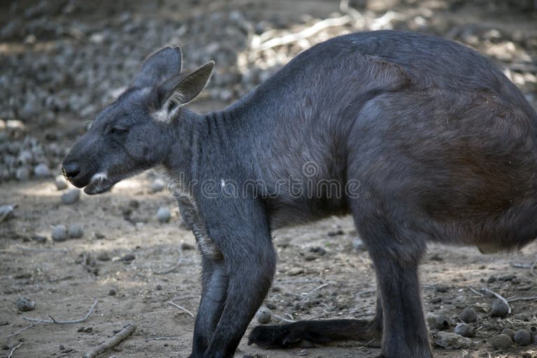 Wallaroo, Euro, Kangaroo stock photo. Image of friendly - 137158196